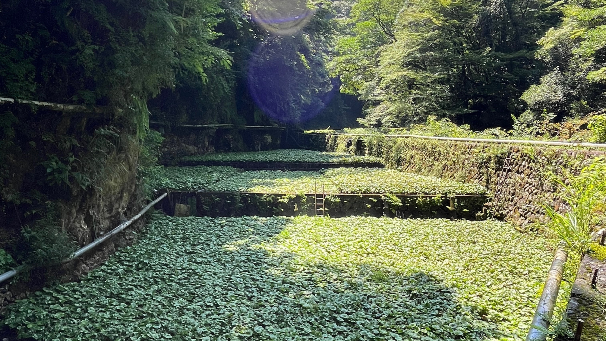 A Journey Through Early Spring on the Izu Peninsula - Mahalo nuiloa